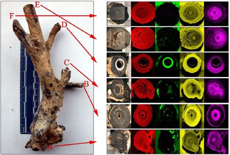 Xrf Mapping Results Of Elemental Distribution Along Six Cross Sections