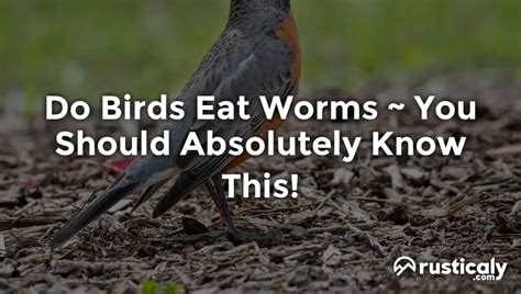 Do Birds Eat Worms Everyone Should Know This