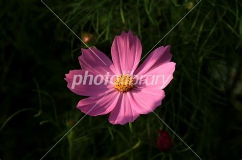 南由利原青少年旅行村のコスモス 写真素材 3764777 無料 フォトライブラリー photolibrary