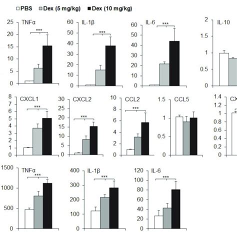 Dexamethasone Dex Promotes Experimental Dextran Sulfate Sodium Download Scientific Diagram