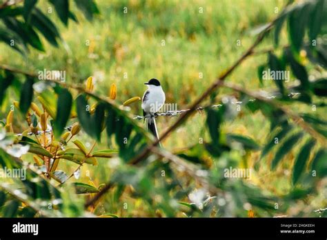 Beautiful Swallow Perched On The Fence Enjoying The Sunrise Stock Photo Alamy