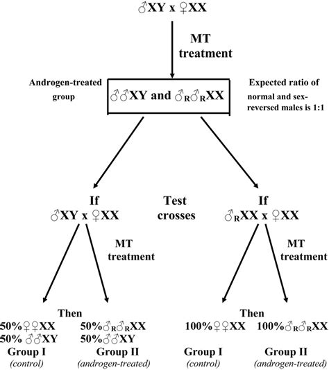 Schematic Diagram Of The Protocol Used To Identify Sex Reversed Males Download Scientific