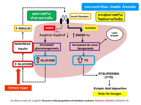 หมอหล่อคอเล่า การดื้อต่ออินซูลินมีผลต่อการทำงานของเซลล์ต Facebook