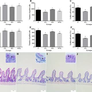 Quantification Of Non Goblet Epithelial Cells A Goblet Epithelial Download Scientific