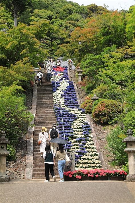 三室戸寺紫陽花昇龍 2021 tooniiの写真日記