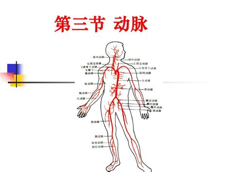 人体全身动脉分布图 动脉分布图 伤感说说吧