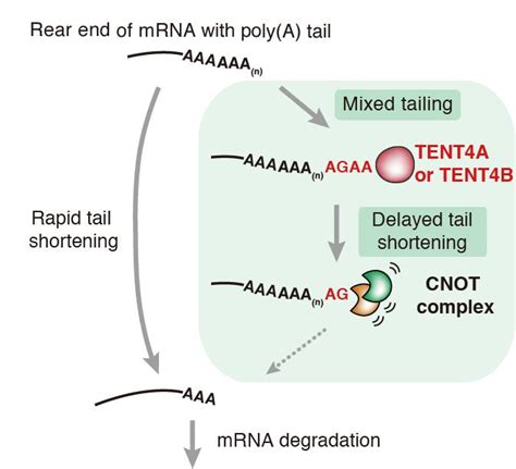 Fig 1 Mature Messenger Rna [image] Eurekalert Science News Releases