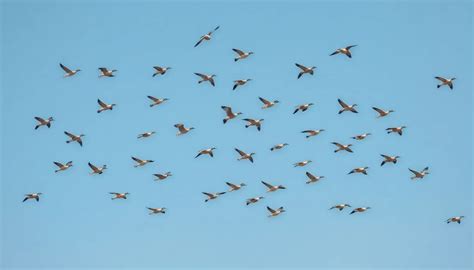 The Science Behind Bird Flock Behavior How Birds Move As One Avian