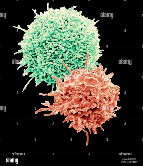 Helper T Cells Microscope