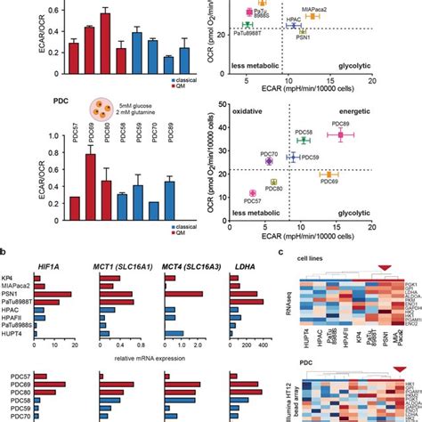 Functional Glycolysis Evaluation In Pdac Cells A Survival Analysis Of