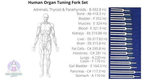 Each Fork In This 15 Tuning Fork Healing Set Is Tuned To The Frecentcy And Resonance Of A