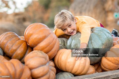 농지에서 가을에 호박 작물이 있는 수레 근처에 서 있는 소년 소년에 대한 스톡 사진 및 기타 이미지 소년 호박 조롱박과 식물 10월 Istock