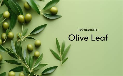 Learn About Olive Leaf Extract In 5 Minutes فييل صحة استثنائية