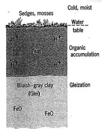 Gleization Agriculture Notes