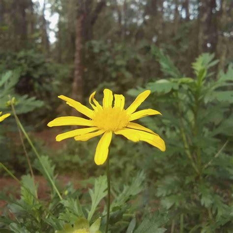 Iwanttv 3746370507 On Tevi