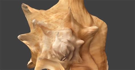 Large Sea Shell Scan By Yury Dz Download Free Stl Model