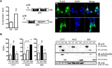 N And C Terminal Domains Determine Subcellular Localizations Of Dok1 Download Scientific Diagram