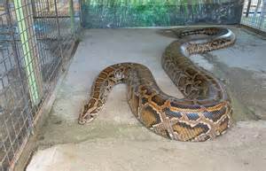 These Massive Pythons Are The Worlds Largest A Z Animals Slideshows