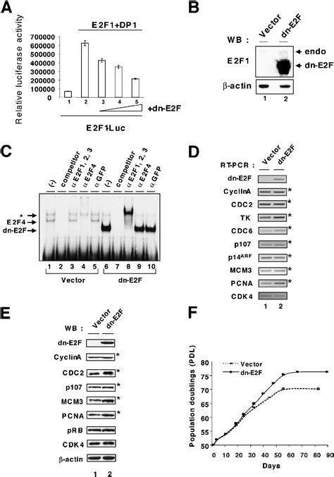 Figure 1 From Reduction Of Total E2f Dp Activity Induces Senescence Like Cell Cycle Arrest In
