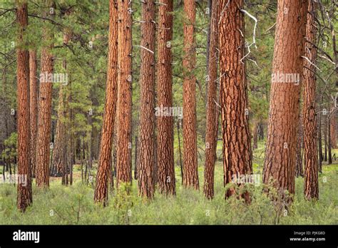 Ponderosa Pine Forest Oregon At Flynn Trenwith Blog