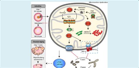 Courtesy Reference Number 74 A Schematic Illustration Of The Effect Of Download Scientific