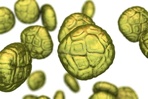 Mimosa Pollen Grains Close Up View Stock Illustration Illustration