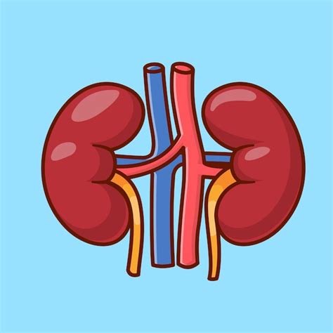 Vectores E Ilustraciones De Riñones Dibujo Para Descargar Gratis Freepik
