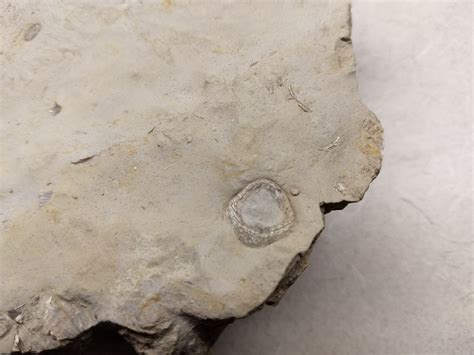 Chunk Of Seabed With Various Fossils Fossil ID The Fossil Forum