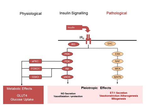 Pathways Of Diabetes Beta Cell Dysfunction And Insulin Signalling