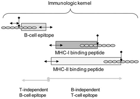 Relationships Of The Components Are Shown Based On The Cross