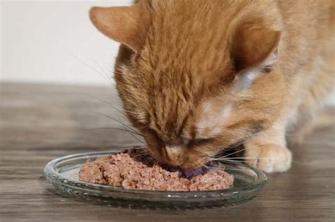 What Is Hydrolyzed Protein Cat Food