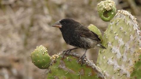 Los Pinzones De Darwin Y Otras Aves De Galápagos Lo Que Qehyb