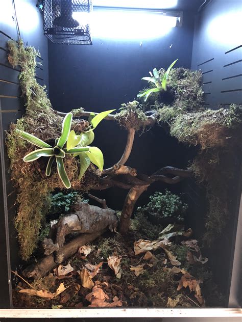 My Green Tree Python Enclosure 2x3x2 Rherphomes