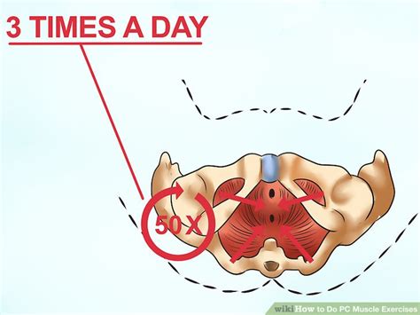 How To Do Pc Muscle Exercises 11 Steps With Pictures Wikihow