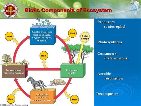 Ecosystems How Do They Work