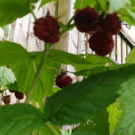 Rubus Idaeus Malling Promise Raspberry Malling Promise In