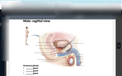 Lab Quiz Diagram Quizlet