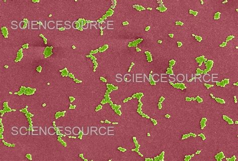 Acinetobacter Baumannii Bacteria Sem Stock Image Science Source Images