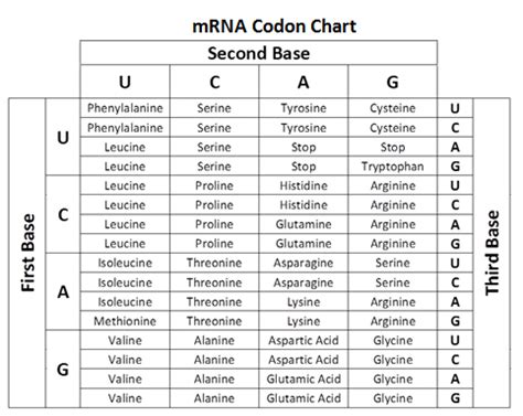 Dna Codon Table Cabinets Matttroy