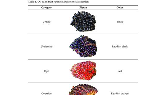 Oil Palm Fruit Ripeness And Color Classification Download Scientific Diagram