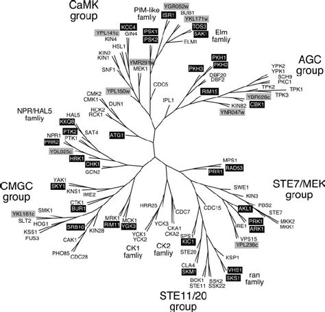 Unrooted Dendrogram Of 112 Protein Kinases Of Saccharomyces Cerevisiae Download Scientific