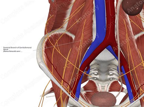 Femoral Branch Of Genitofemoral Nerve Complete Anatomy