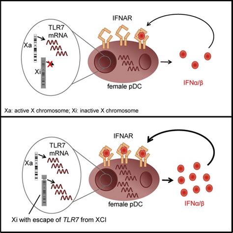 Heterogeneous Escape From X Chromosome Inactivation Results In Sex Differences In Type I Ifn