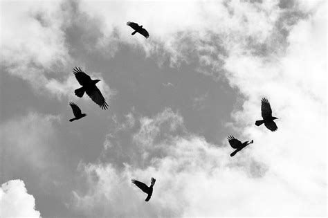 8 Captivating Facts About Crows