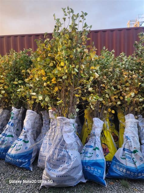 Ховд аймаг Булган сумаас Алимны Монгол Алтайн Алтан Алим Facebook