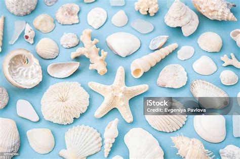 해양 여름 패턴입니다 조개 불가사리 산호 다양한 해변 레이아웃 찾기 0명에 대한 스톡 사진 및 기타 이미지 0명 갑각류 개성 개념 Istock