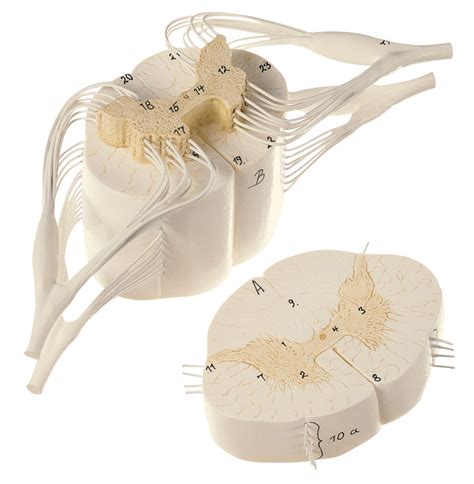 Spinal Cord Adam Rouilly