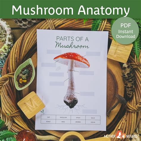 Mushroom Anatomy Poster And Activity Parts Of A Mushroom Printable