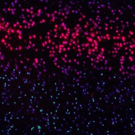 Genomics Insights Simple