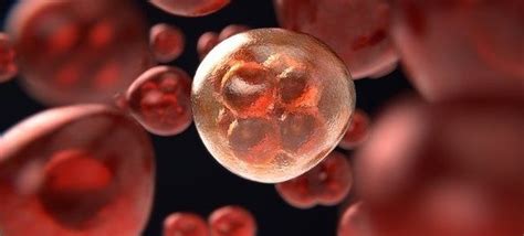 Difference Between Binary Fission And Budding With Comparison Chart Bio Differences
